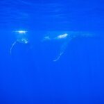 5h Respectful whale excursion complete - The Itinerary: What Can You Expect?