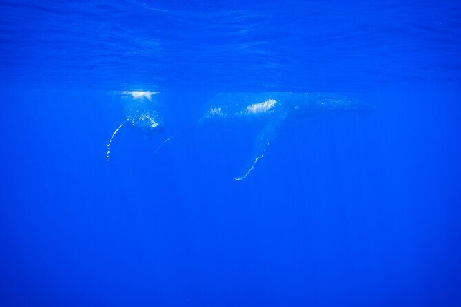 5h Respectful whale excursion complete - The Itinerary: What Can You Expect?