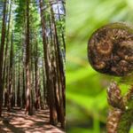 6.5 hour Small-Group Rotorua Naturally Shore Excursion - Tauranga - The Redwoods Forest: An Elevated Adventure