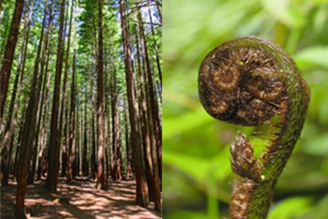 6.5 hour Small-Group Rotorua Naturally Shore Excursion - Tauranga - The Redwoods Forest: An Elevated Adventure