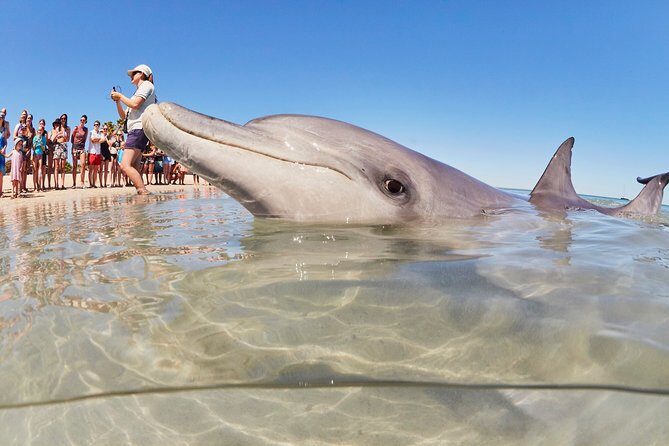 7-Day Exmouth Explorer via Pinnacles Monkey Mia Ningaloo Reef returning to Perth - Authentic Experiences and What Travelers Say