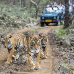 7-Day Golden Triangle Tour with Ranthambore Tiger Safari - Final Thoughts