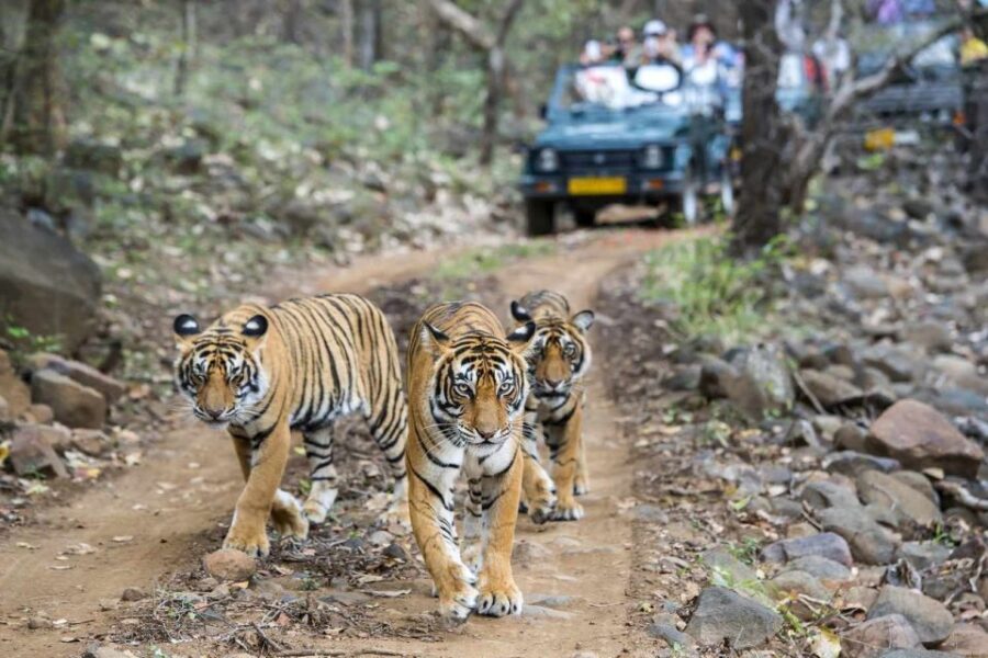 7-Day Golden Triangle Tour with Ranthambore Tiger Safari - Final Thoughts