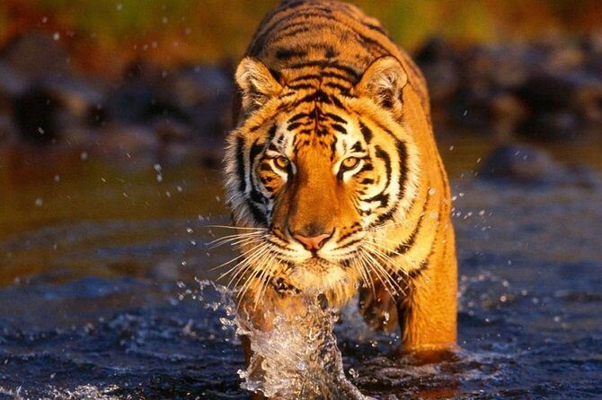 7 Day Golden Triangle with Ranthambore Tigers Taj Sunrise/Sunset - Why This Tour Offers Good Value