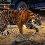 7 days india Taj Mahal tour with ranthambore tiger safari - What Makes This Tour Stand Out?