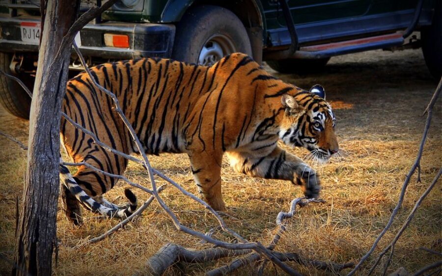 7 days india Taj Mahal tour with ranthambore tiger safari - What Makes This Tour Stand Out?