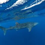 7 Hours Off Peak Whale Shark and Ningaloo Reef Tour in Exmouth - Why Travelers Love This Tour