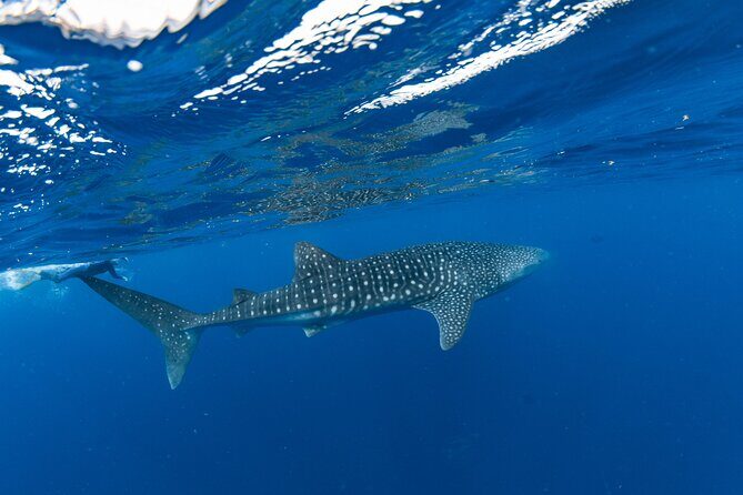 7 Hours Off Peak Whale Shark and Ningaloo Reef Tour in Exmouth - Why Travelers Love This Tour