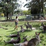 7 Wonders of Sydney South/CBD Luxury Private Tour - How the Experience Works for You