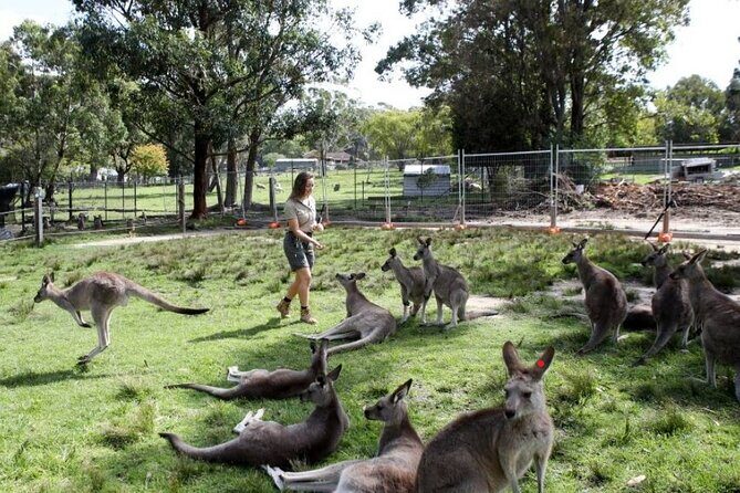 7 Wonders of Sydney South/CBD Luxury Private Tour - How the Experience Works for You