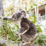 8 Day Byron Bay Noosa Fraser Island Tour from Sydney to Brisbane - What’s Included and What’s Not