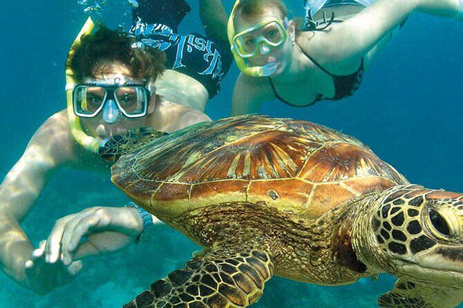 8-Day Cairns Tour: Great Barrier Reef, Kuranda, Daintree Rainforest - Why This Tour Offers Real Value