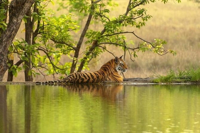 8 Day Delhi Agra Ranthambore Udaipur Jaipur Delhi Tour - What’s Included and What’s Not