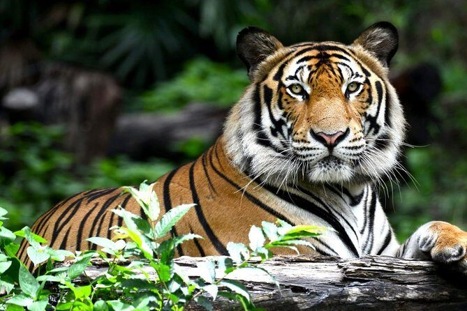 8 Day Golden triangle with Ranthambore Jodhpur & Udaipur Tour - Who Will Appreciate This Tour?