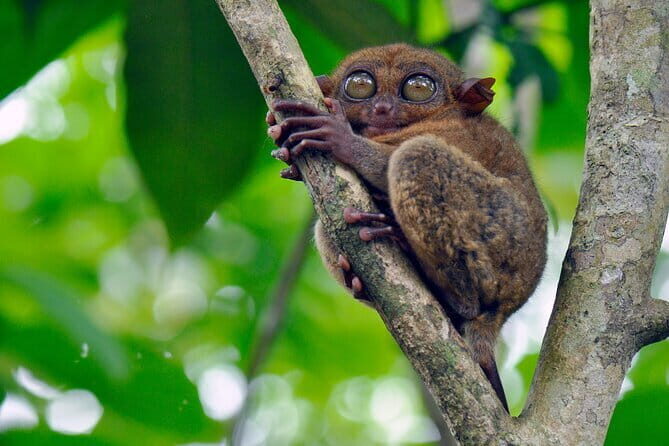8-Day Private Cebu and Bohol Tour in the Philippines - What Travelers Say