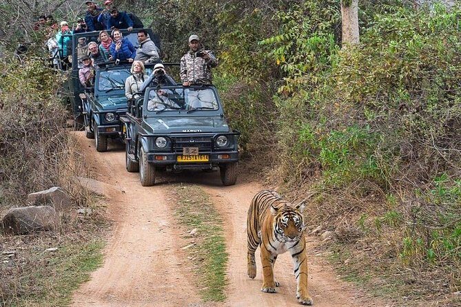 8 Days Private Golden Triangle Tour with Ranthambore Tiger Safari - What the Reviews Say: Authentic Perspectives
