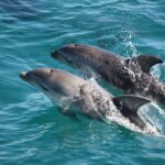 90 minute wildlife and scenic cruise - What You Can Expect on the Day