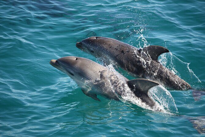 90 minute wildlife and scenic cruise - What You Can Expect on the Day