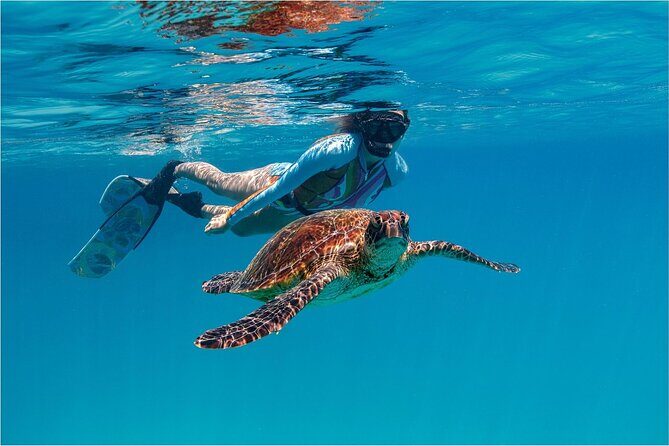 A Cook Islands Turtle Tour - small groups, premium experience - Who Is This Tour Best For?