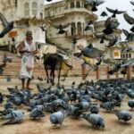 A Day Trip of Pushkar From Jaipur - The Experience: How the Day Unfolds