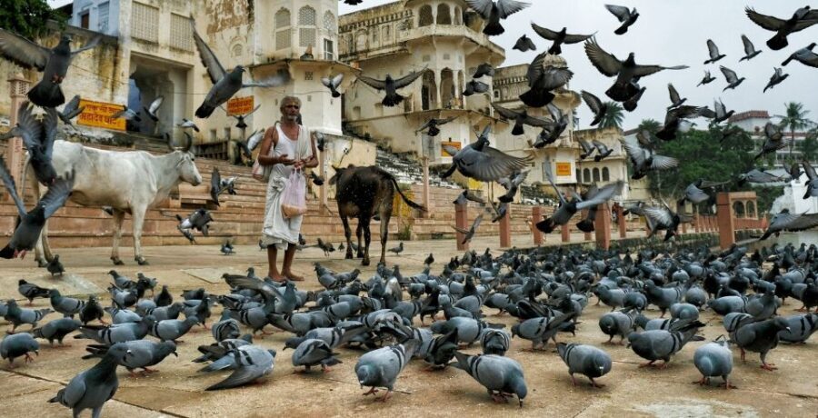 A Day Trip of Pushkar From Jaipur - The Experience: How the Day Unfolds