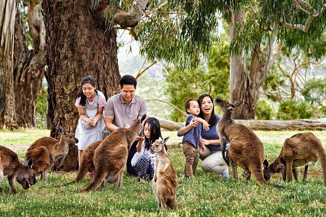 A Day with Penguins & Kangaroos: Small group Phillip Island Tour - Practical Tips and Considerations