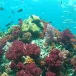 A Koh Lipe Snorkeling Tour - The Experience: What Travelers Say