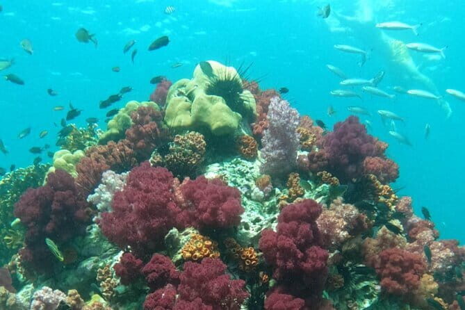 A Koh Lipe Snorkeling Tour - The Experience: What Travelers Say