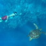 A Private TURTLE Tour on Rarotonga with Photography and Transfers - What’s Included and What’s Not
