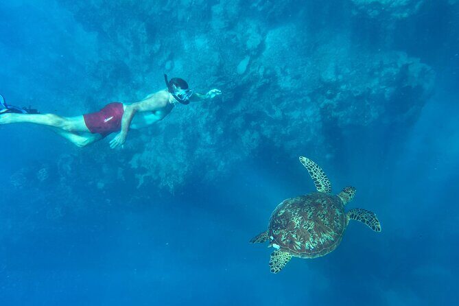 A Private TURTLE Tour on Rarotonga with Photography and Transfers - What’s Included and What’s Not