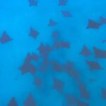 A Turtle Tour on Rarotonga - small groups, premium experience - Real Traveller Perspectives