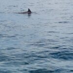AAA Noosa National Park tour and Dolphin Safari Whalesongsnoosa - Final Thoughts