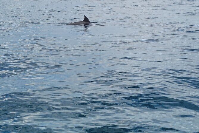 AAA Noosa National Park tour and Dolphin Safari Whalesongsnoosa - Final Thoughts