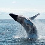AAA NOOSA Whale watching experience in Noosa Whalesongsnoosa - The Experience for Different Travelers