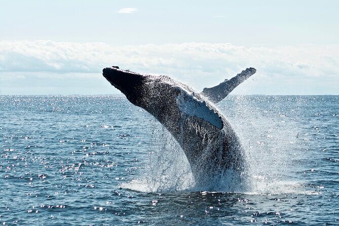 AAA NOOSA Whale watching experience in Noosa Whalesongsnoosa - The Experience for Different Travelers
