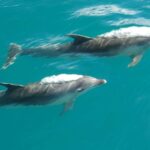 Abel Tasman National Full Park Scenic Cruise - Who Should Book This Tour?