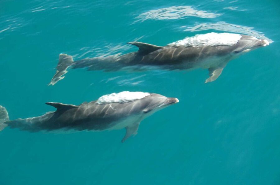 Abel Tasman National Full Park Scenic Cruise - Who Should Book This Tour?