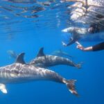 Adelaide: 4-Hour Swimming with Dolphins Experience - Analyzing the Value