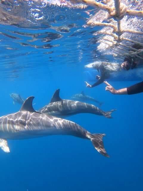 Adelaide: 4-Hour Swimming with Dolphins Experience - Analyzing the Value