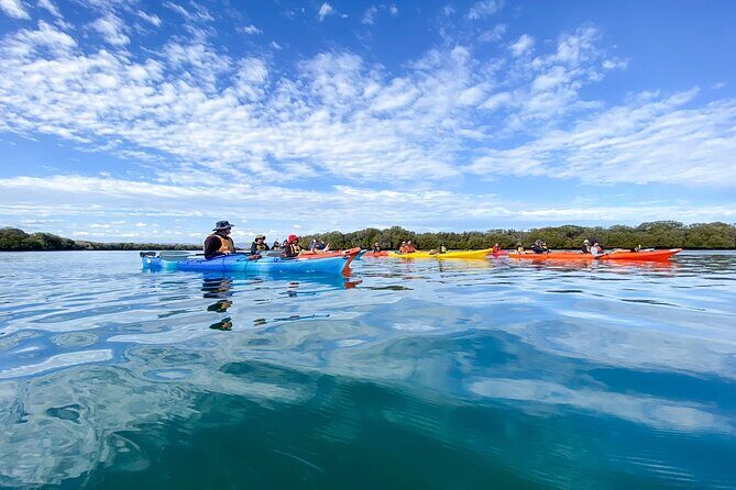 Adelaide Dolphin Sanctuary and Ships Graveyard Kayak Tour - The Experience from a Practical Perspective