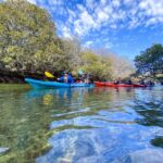 Adelaide: Dolphin Sanctuary Mangroves Kayak Tour - Pricing and Value