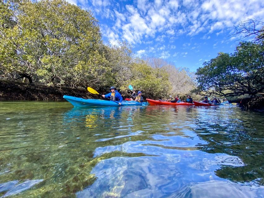 Adelaide: Dolphin Sanctuary Mangroves Kayak Tour - Pricing and Value