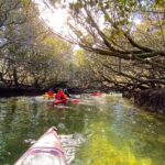 Adelaide Dolphin Sanctuary Mangroves Kayaking Tour - The Pros and Cons