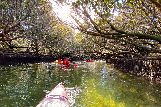 Adelaide Dolphin Sanctuary Mangroves Kayaking Tour - The Pros and Cons
