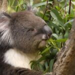 Adelaide Gems Tour-Inspired by Phil Rosenthal's Netflix Odyssey - Final Thoughts: Is It Worth It?