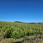 Adelaide: Hahndorf & Hills Wine and/or Gin Tour - Value and Practicalities