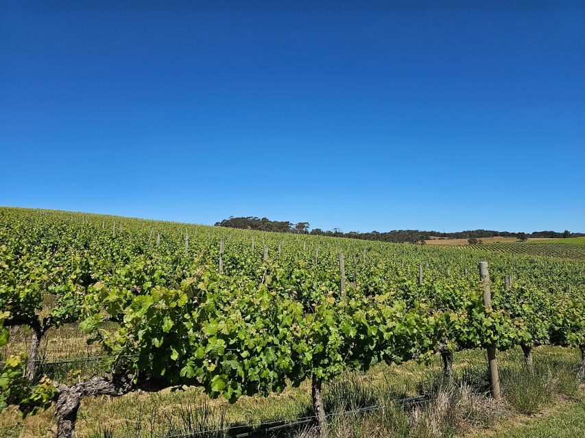 Adelaide: Hahndorf & Hills Wine and/or Gin Tour - Value and Practicalities