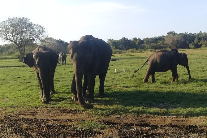 Adventure trincomalee to sigiriya and wild safari ,village tour - Detailed Review of the Tour Experience