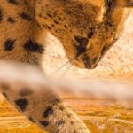 African Cat Experience at Werribee Open Range Zoo - excl. entry - The Value of the Experience