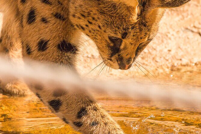 African Cat Experience at Werribee Open Range Zoo - excl. entry - The Value of the Experience